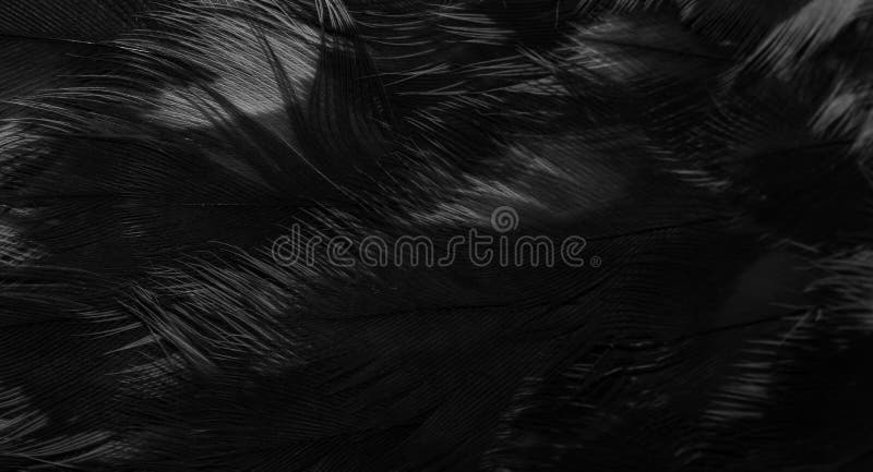 Black Hawk Feathers with Visible Detail. Background or Texture Stock ...