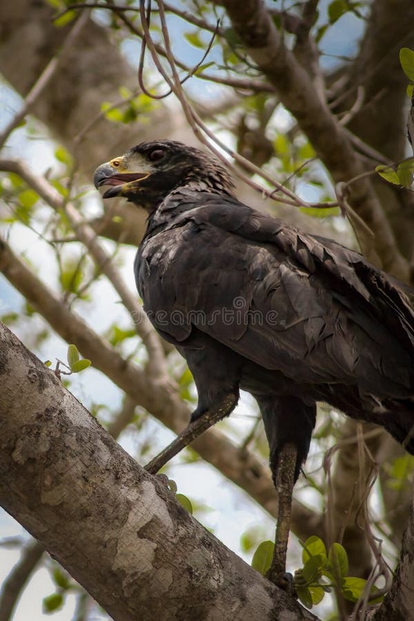 Black Hawk Looking for the Next Prey Stock Image - Image of bird ...