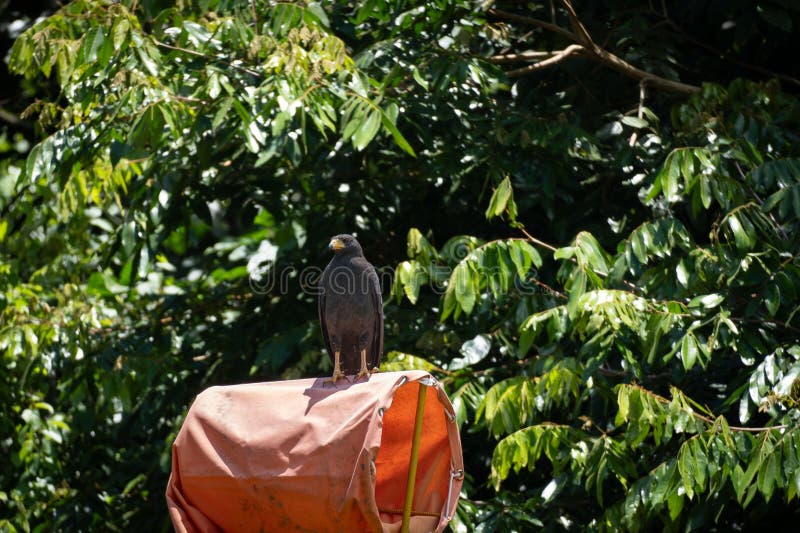 Black Hawk Observing the Jungle Stock Image - Image of outdoors ...