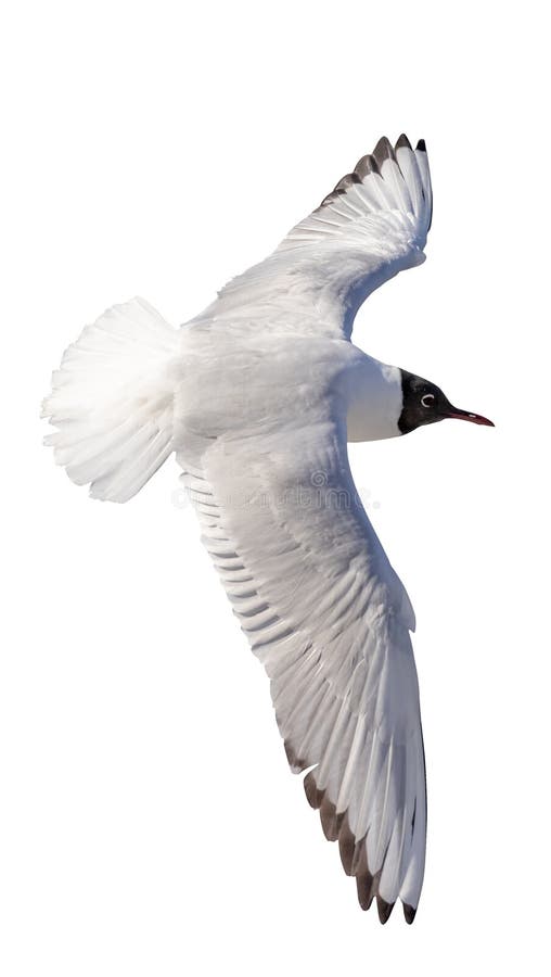Black-head Isolated Seagull with Long Wing Stock Image - Image of ...