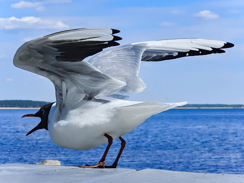 Black Head Seagull with Raised Wings Raised Ready for Flight Stock ...