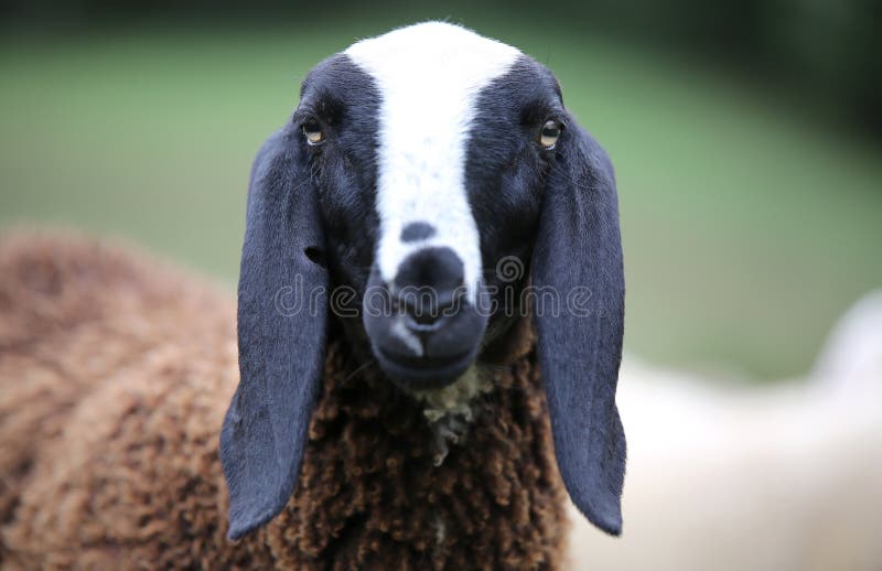 Black Head of a Sheep with Long Ears Stock Image - Image of sadness ...