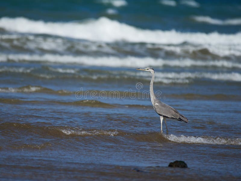 White erget stock image. Image of africa, animal, scenic - 32558443