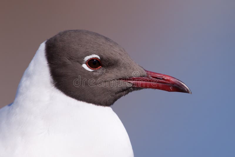 Black headed gull stock photo. Image of gull, birdwatching - 24822668