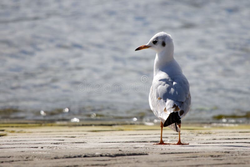 Black-headed Gull by the Beach Stock Photo - Image of fauna, wave ...