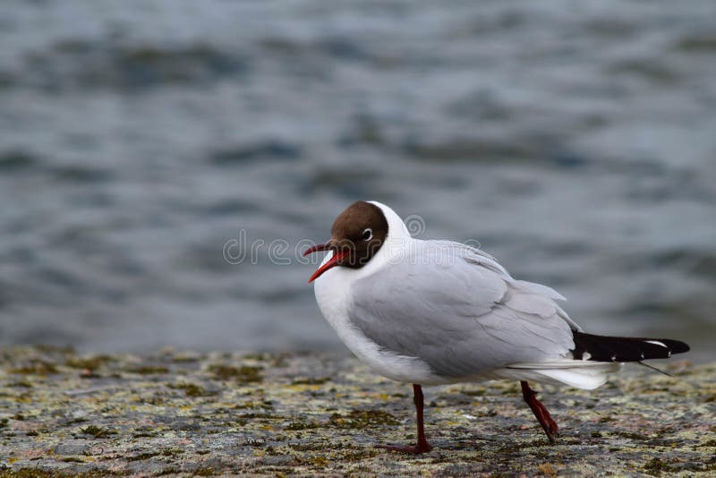 Black headed-gull stock photo. Image of gull, looking - 60684766