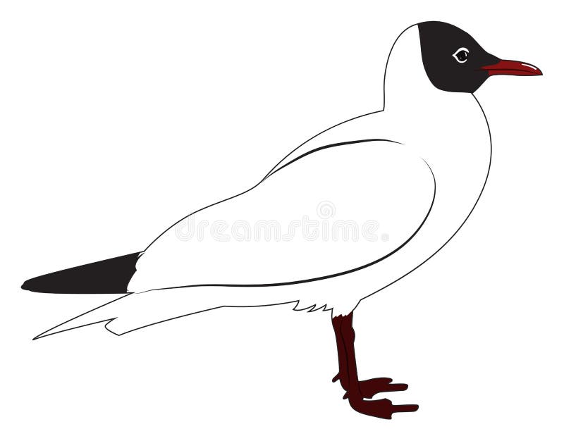 Black headed gull stock vector. Illustration of cartoon - 141502863