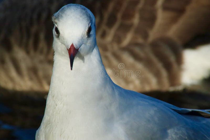 Black Headed Gull Close Up of Face Stock Photo - Image of birds, wing ...
