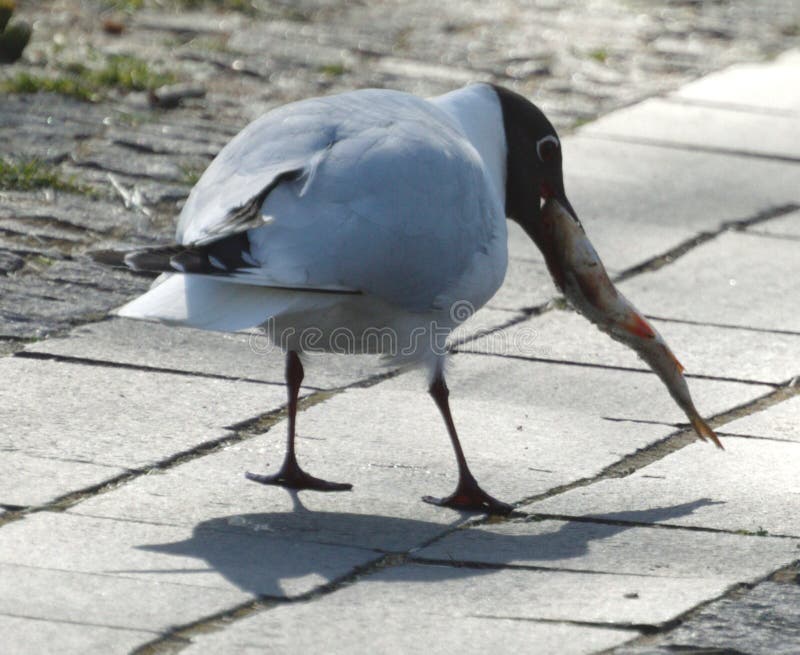 Black-headed Gull Eats Fish Stock Image - Image of ridibundus, black ...