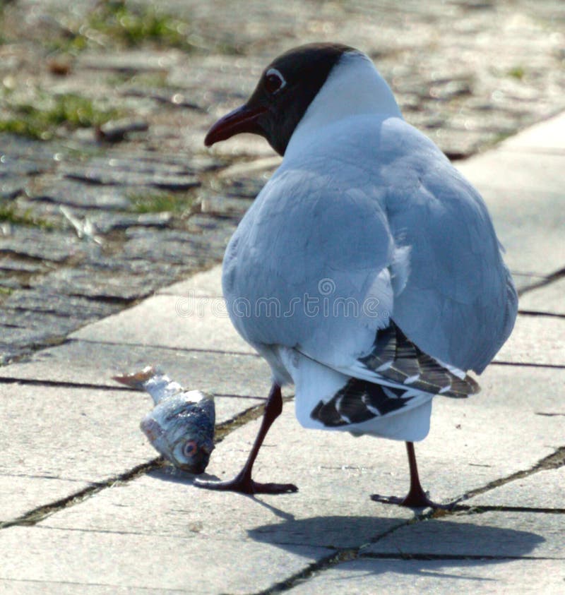 Black-headed Gull Eats Fish Stock Photo - Image of wild, eats: 247860054