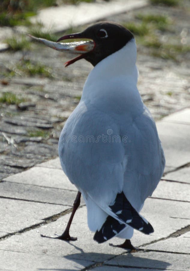 Black Headed Gull Eats Fish Stock Photos - Free & Royalty-Free Stock ...