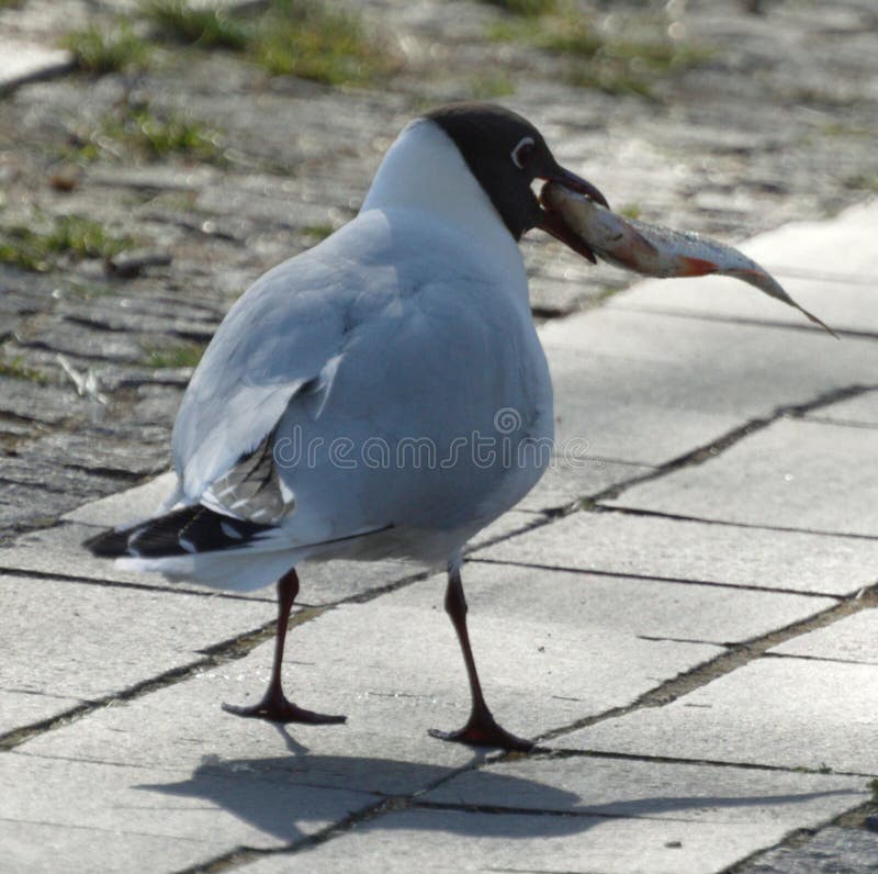 Black-headed Gull Eats Fish Stock Photo - Image of nature, marine ...