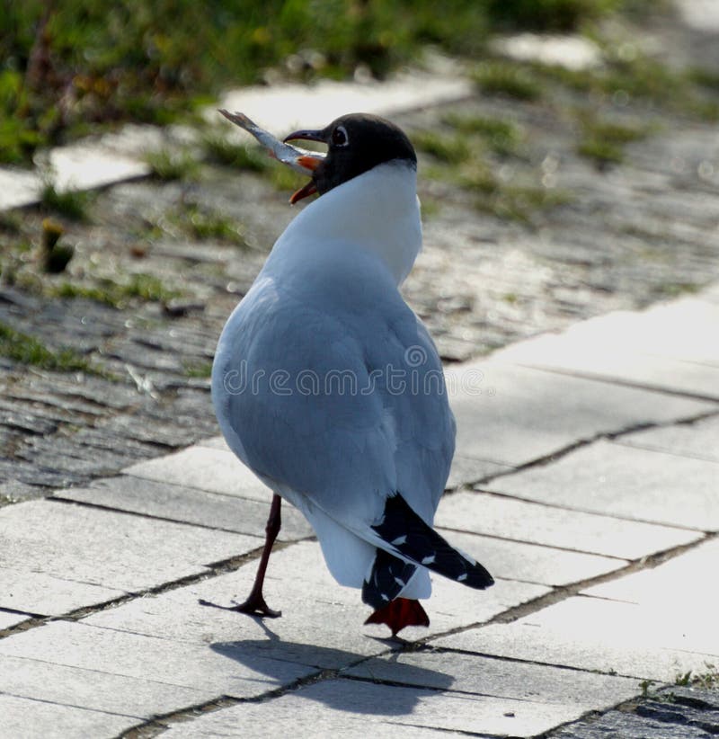 Black-headed Gull Eats Fish Stock Image - Image of marine, life: 247860059