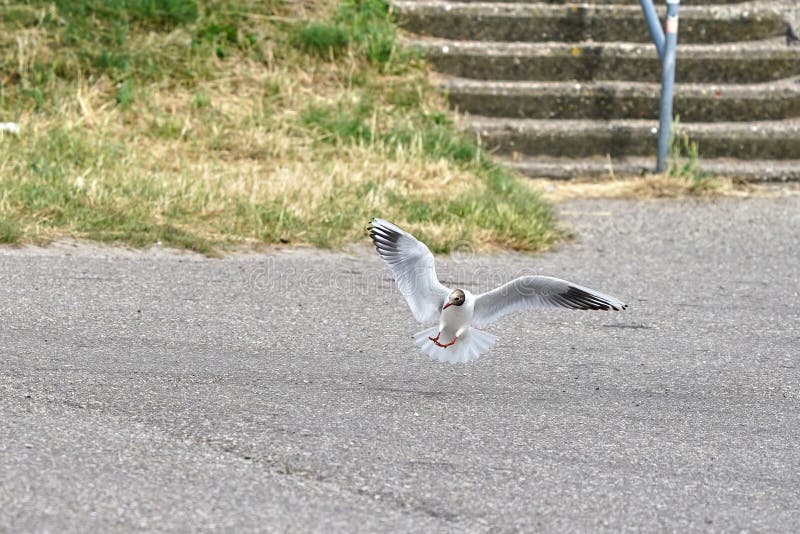Black-headed Gull in Flight, Lands on the Asphalt. Front View Stock ...