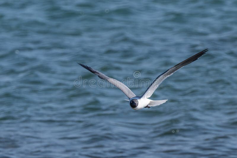 Black Headed Gull in Flight Stock Image - Image of white, coastline ...
