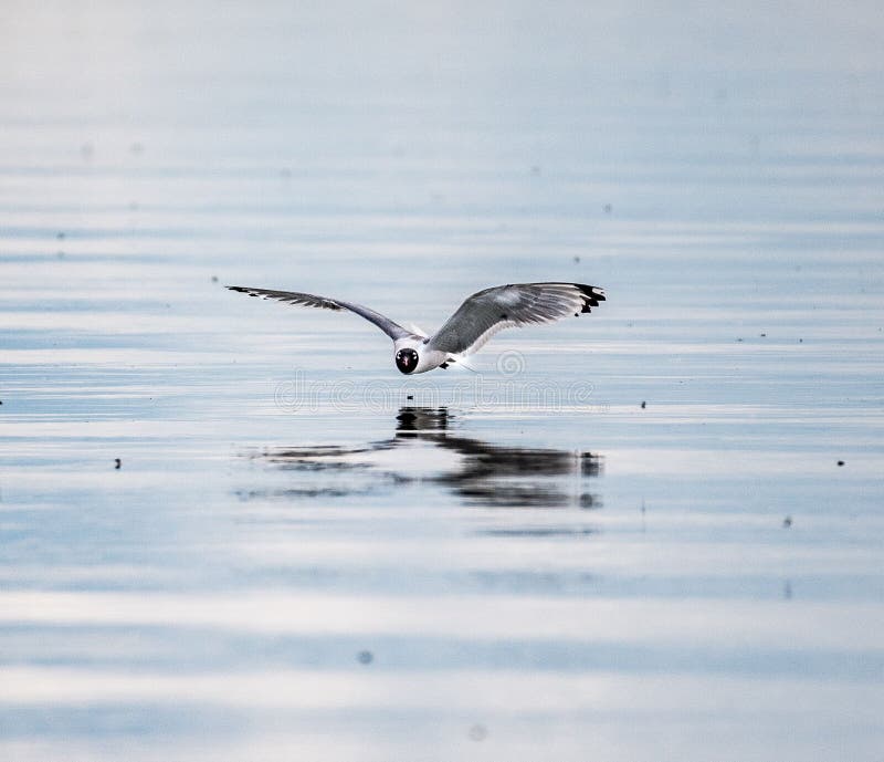Black Headed Gull Getting Fish from the Water Stock Image - Image of ...
