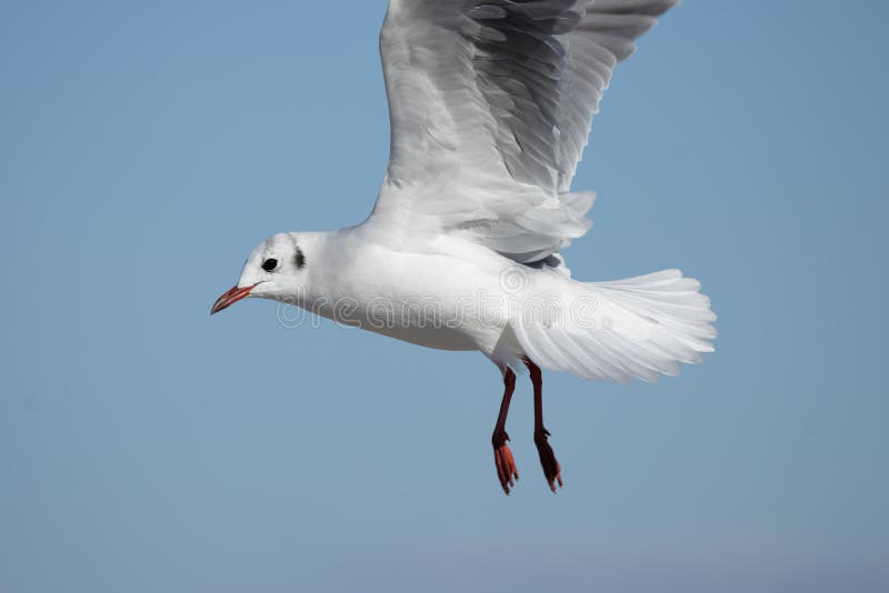 Black-headed Gull (Larus Ridibundus) Stock Photo - Image of gull, blue ...