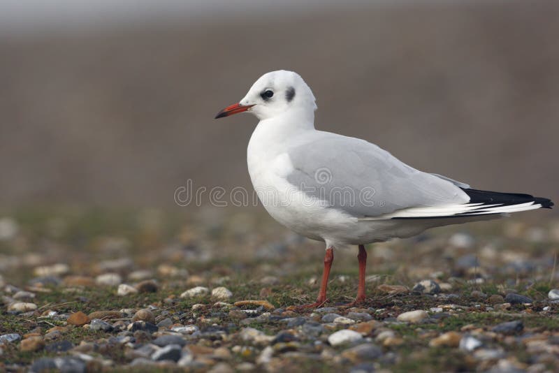 Black-headed Gull, Larus Ridibundus Stock Photo - Image of britain ...