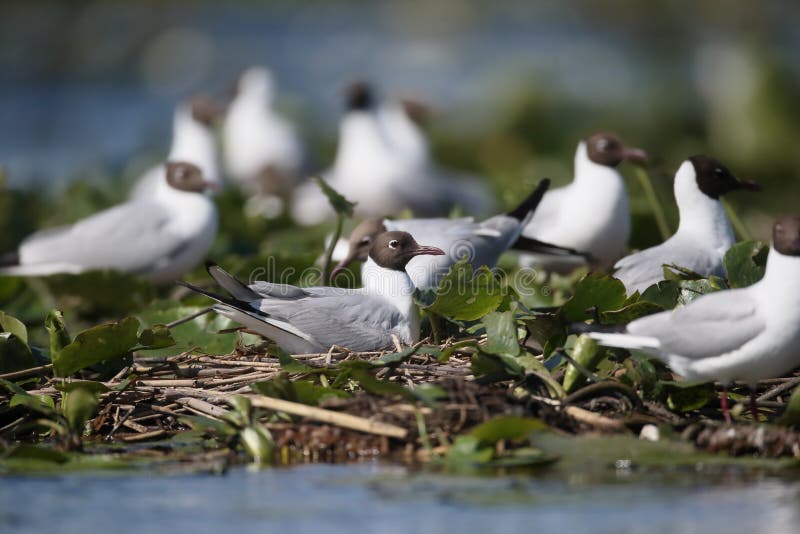 Black-headed Gull, Larus Ridibundus Stock Image - Image of larus ...