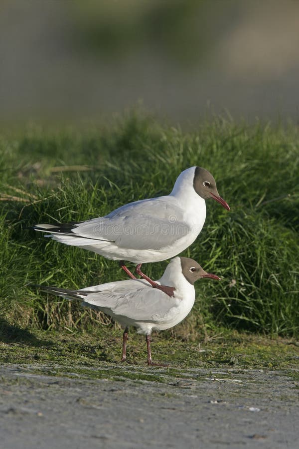 Black-headed Gull, Larus Ridibundus Stock Photo - Image of black ...