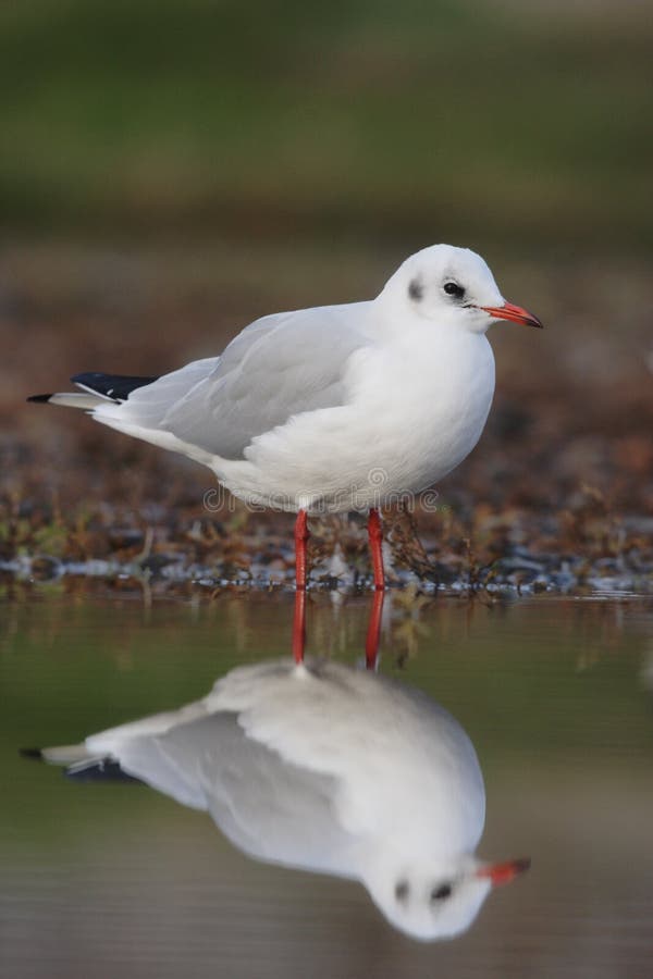 Black-headed Gull, Larus Ridibundus Stock Image - Image of larus ...