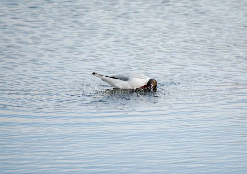 Black Headed Gull Scratching Its Head Stock Image - Image of bird ...