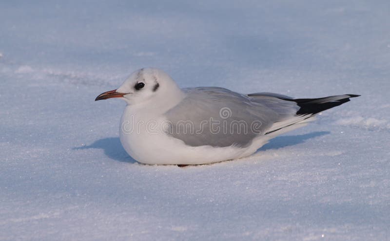 Black-headed Gull on snow stock photo. Image of headed - 23082558