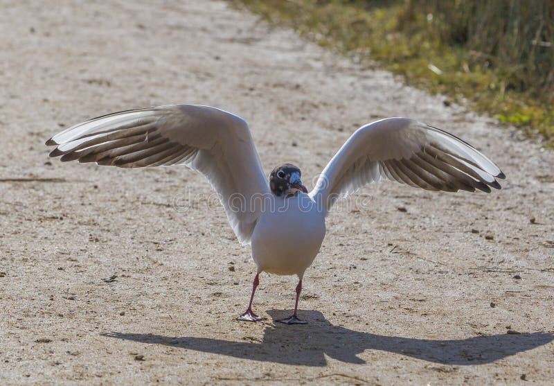 Black-Headed Gull Spreading Wings on Path Stock Photo - Image of ...