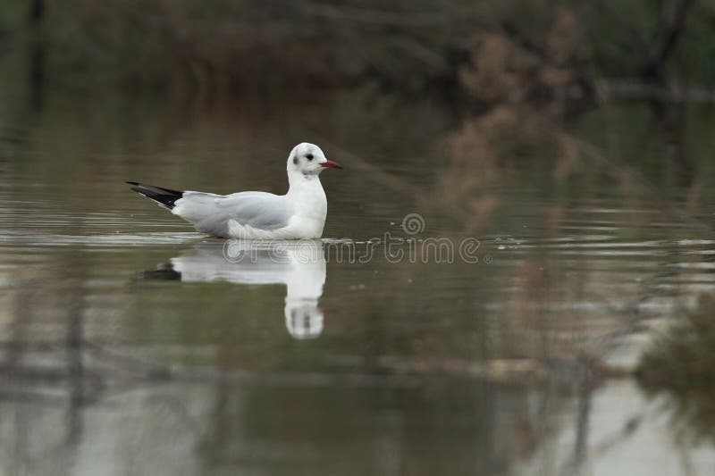 Black-headed Gull Swimming at Asker Marsh Stock Photo - Image of wild ...