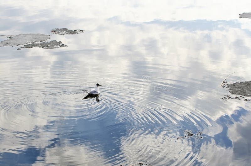 The Black-headed Gull Swims in the River in Spring Stock Photo - Image ...