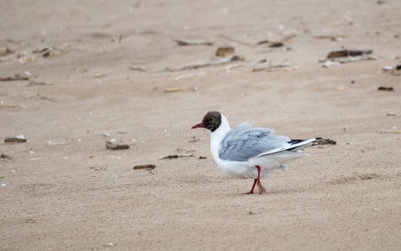 .a Black-headed Gull Walking on a Sandy Beach Stock Image - Image of ...