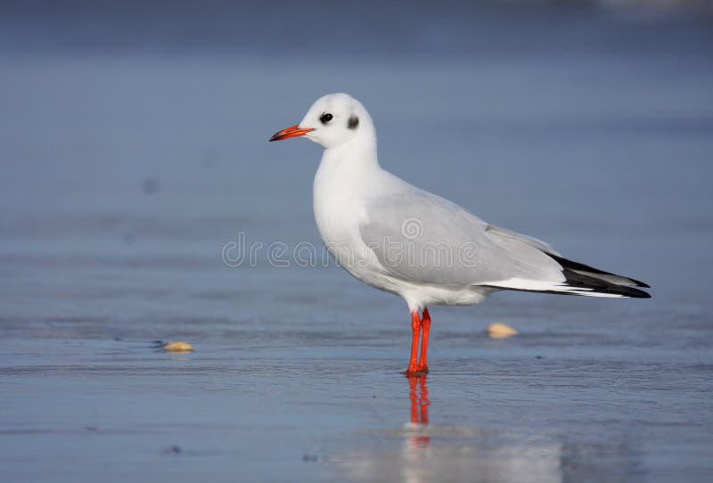 Black-headed Gull in Winter Plumage Stock Image - Image of common ...