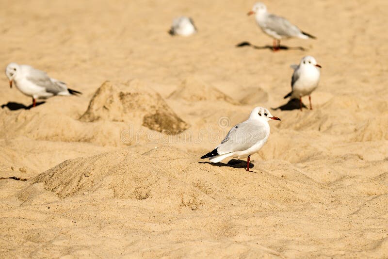 Black Headed Gull on a Beach Stock Image - Image of seagull, black ...