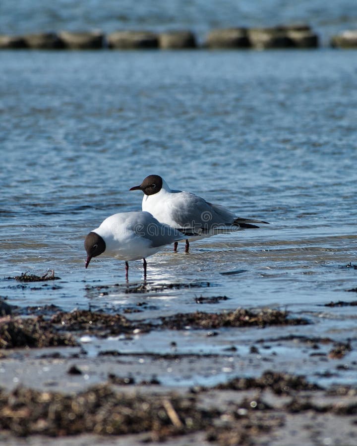 Black-headed Seagull Leisurely Strolled Along the Shoreline, Leaving ...