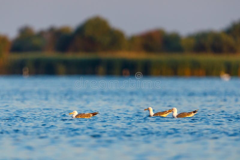 Black Headed Gulls in the Danube Delta Stock Photo - Image of ...