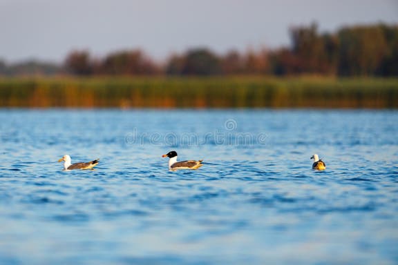 Black Headed Gulls in the Danube Delta Stock Image - Image of ...