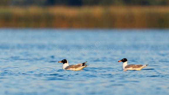 Black Headed Gulls in the Danube Delta Stock Photo - Image of fauna ...