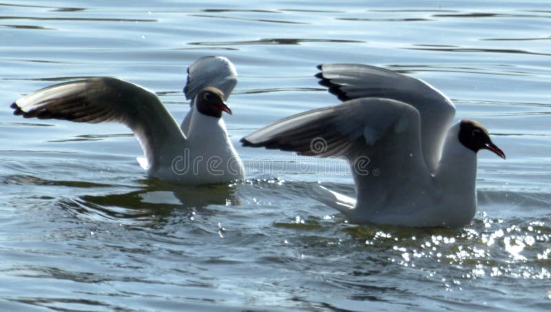 Black-headed Gulls on the Lake Stock Photo - Image of wildlife, lake ...