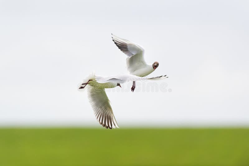 Black headed gulls mating stock photo. Image of soaring - 254178752