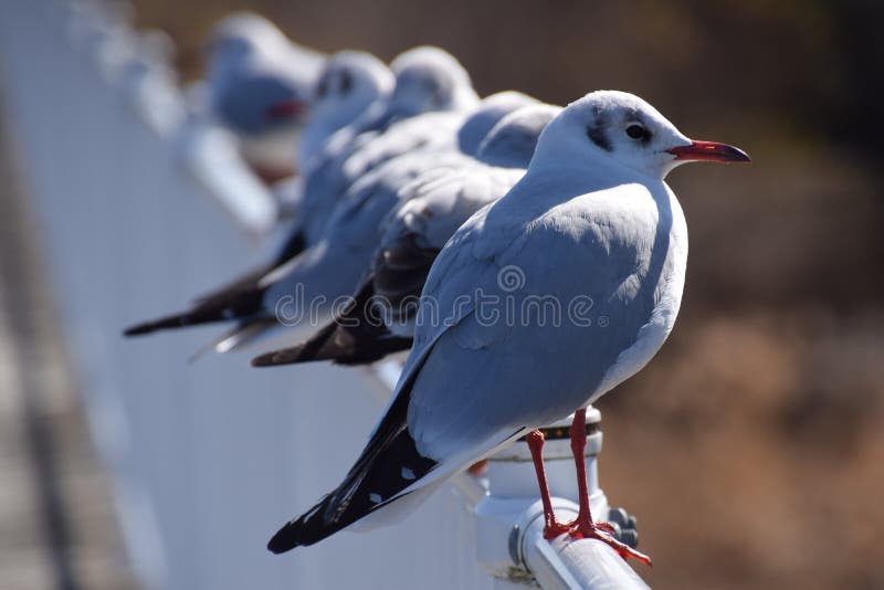 Black-headed Gulls stock image. Image of migratory, birds - 108894689 Black-headed Gulls stock image. Image of migratory, birds - 108894689