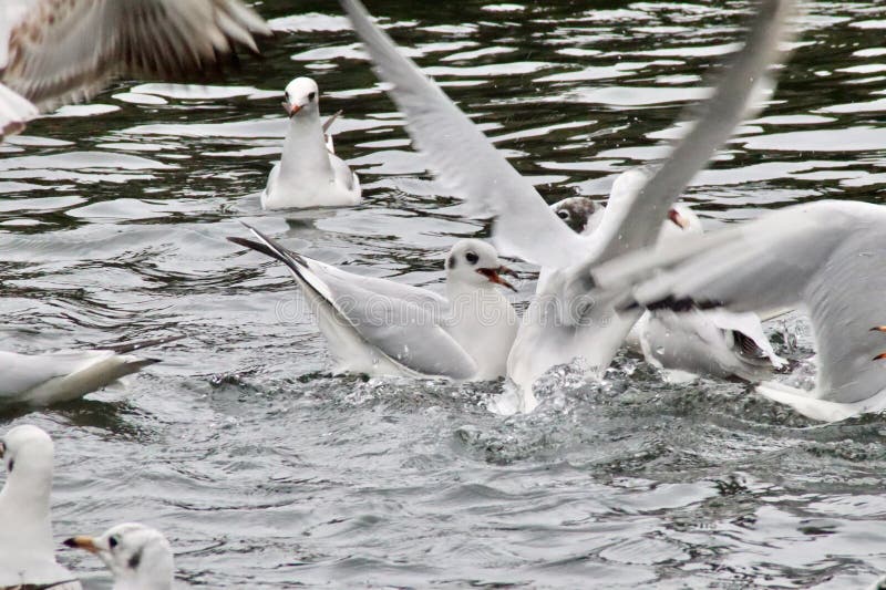 Black Headed Gulls Squabbling Stock Photo - Image of mallard, animal ...