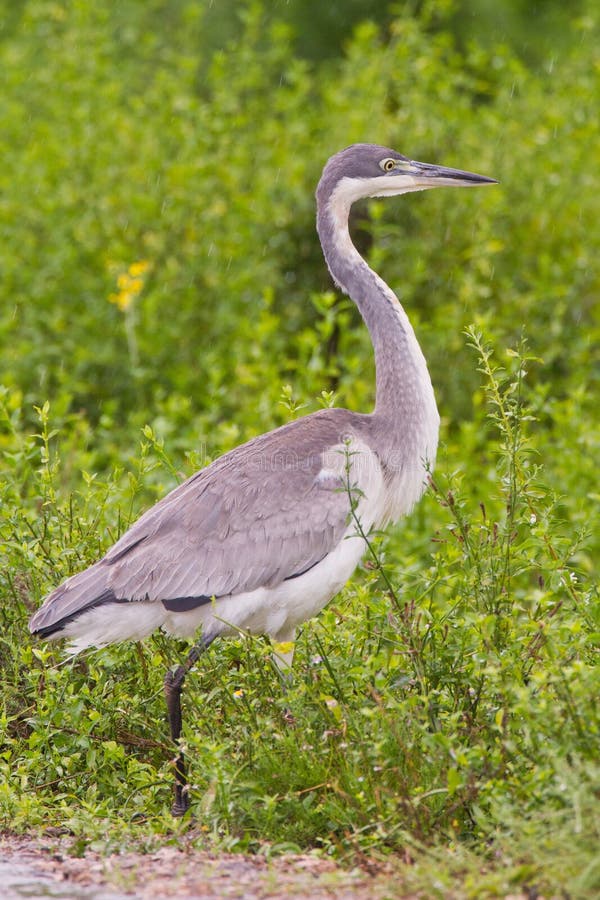 Black-headed Heron (ardea Melanocephala) Stock Image - Image of rain ...