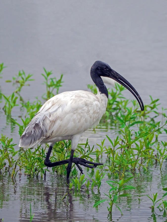 Black-headed Ibis Birds in Water Stock Photo - Image of collection ...