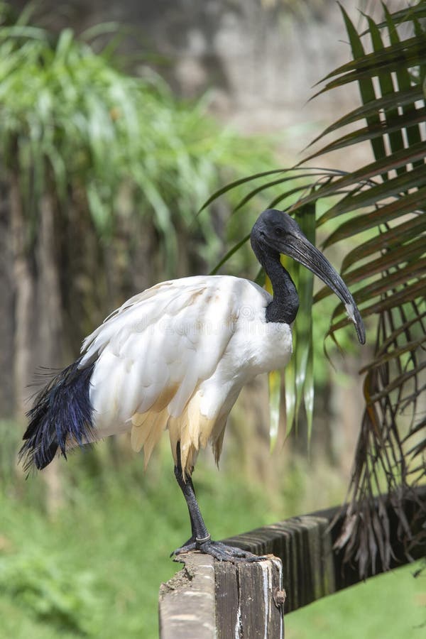 Black-headed Ibis Bird Standing on a Fence with Blurred Green ...