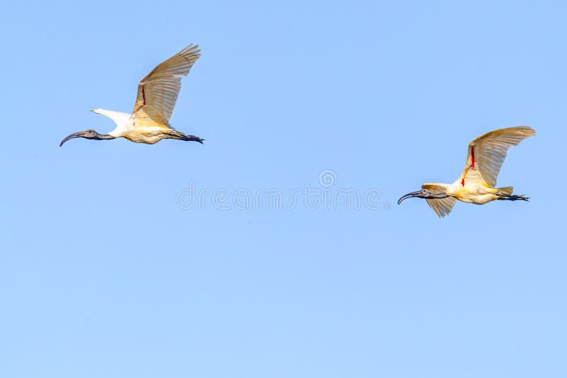 Black Headed Ibis Birds Flying in Sky Stock Photo - Image of ...