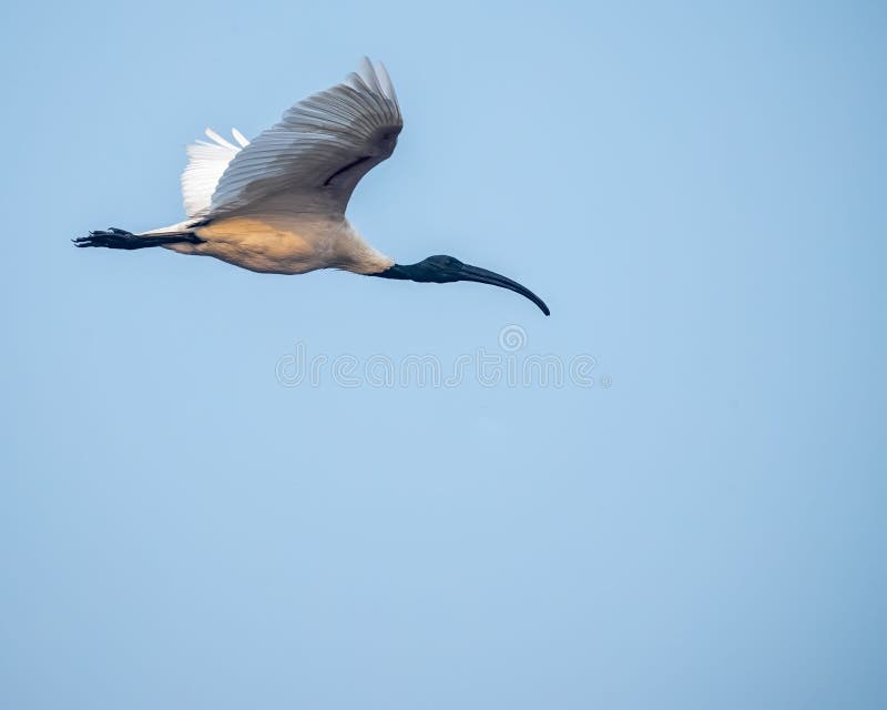 Black-headed Ibis Flying in a Blue Sky Stock Photo - Image of fauna ...