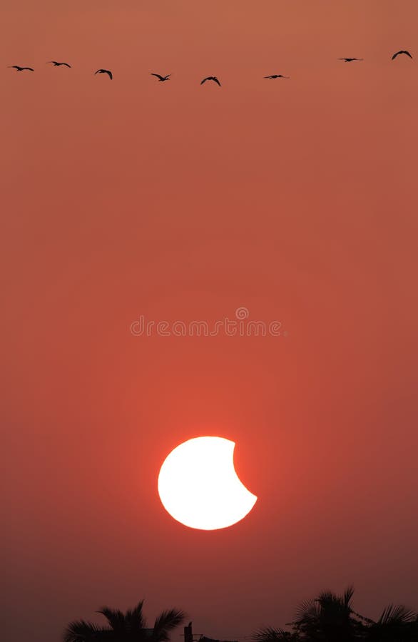 Black-headed Ibis Flying during Solar Eclipse and Sunset at Uppalapadu ...