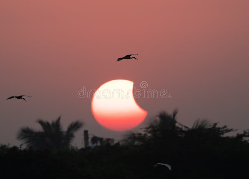 Black-headed Ibis Flying during Solar Eclipse at Uppalapadu Bird ...