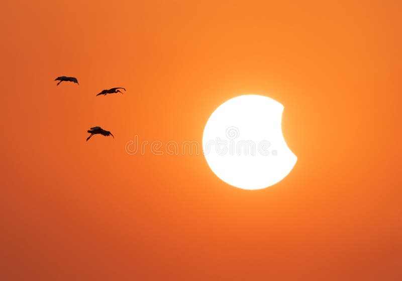 Black-headed Ibis Flying during Sunset and Solar Eclipse at Uppalapadu ...