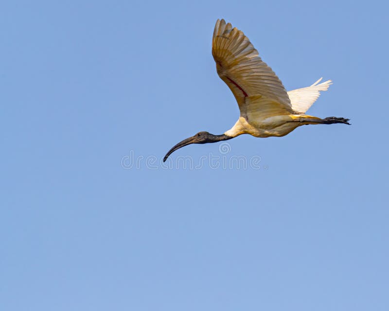 A Black Headed Ibis in V Shape Wing Stock Photo - Image of bill, view ...